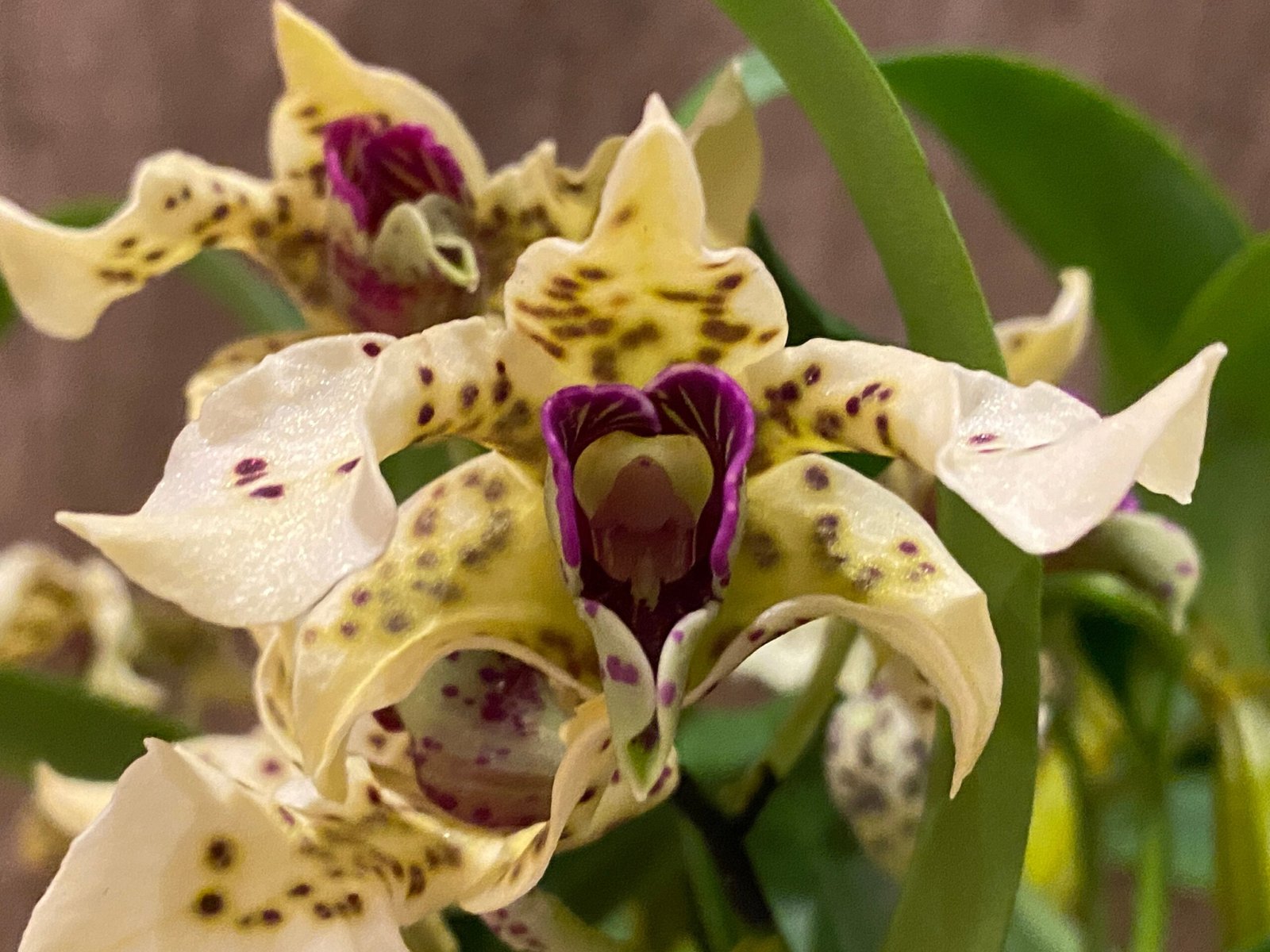 10 SPIKES + Dendrobium Little Norman (Little Astro x normanbyense) (3.5 ...