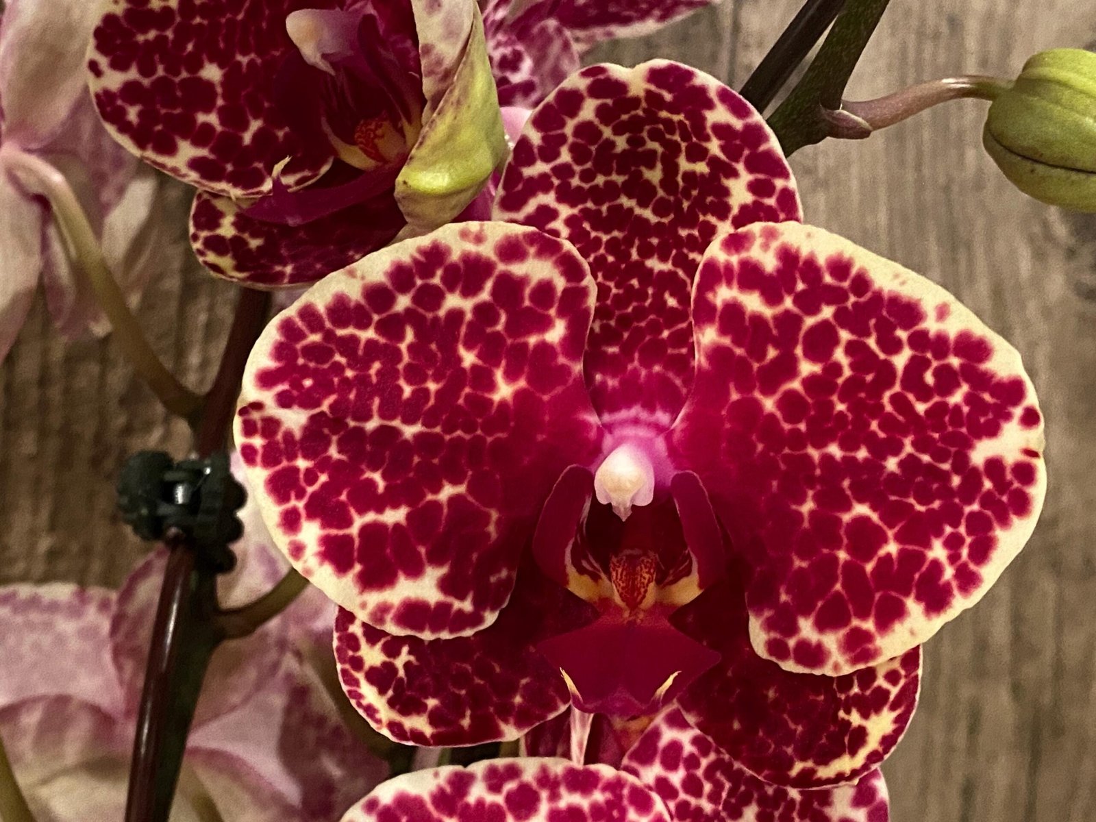 33” Tall Spikes Phalaenopsis OX Red Seasame (4.5″ pot) - Everything Orchids