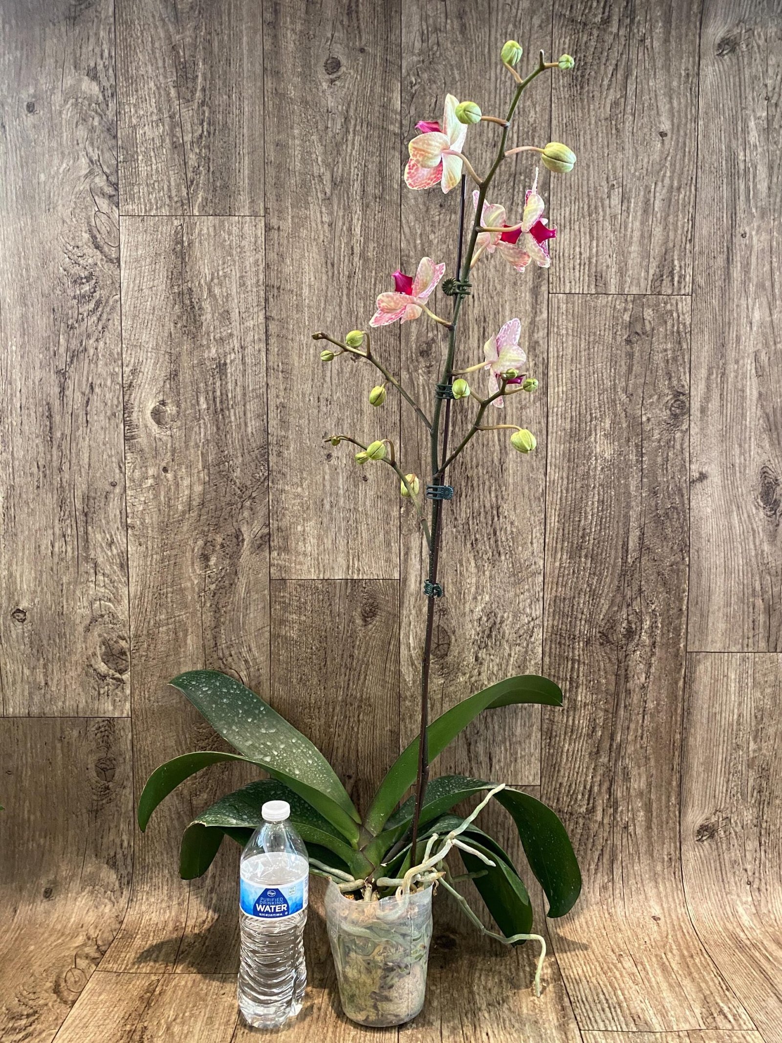 33” Tall Spikes Phalaenopsis OX Red Seasame (4.5″ pot) - Everything Orchids