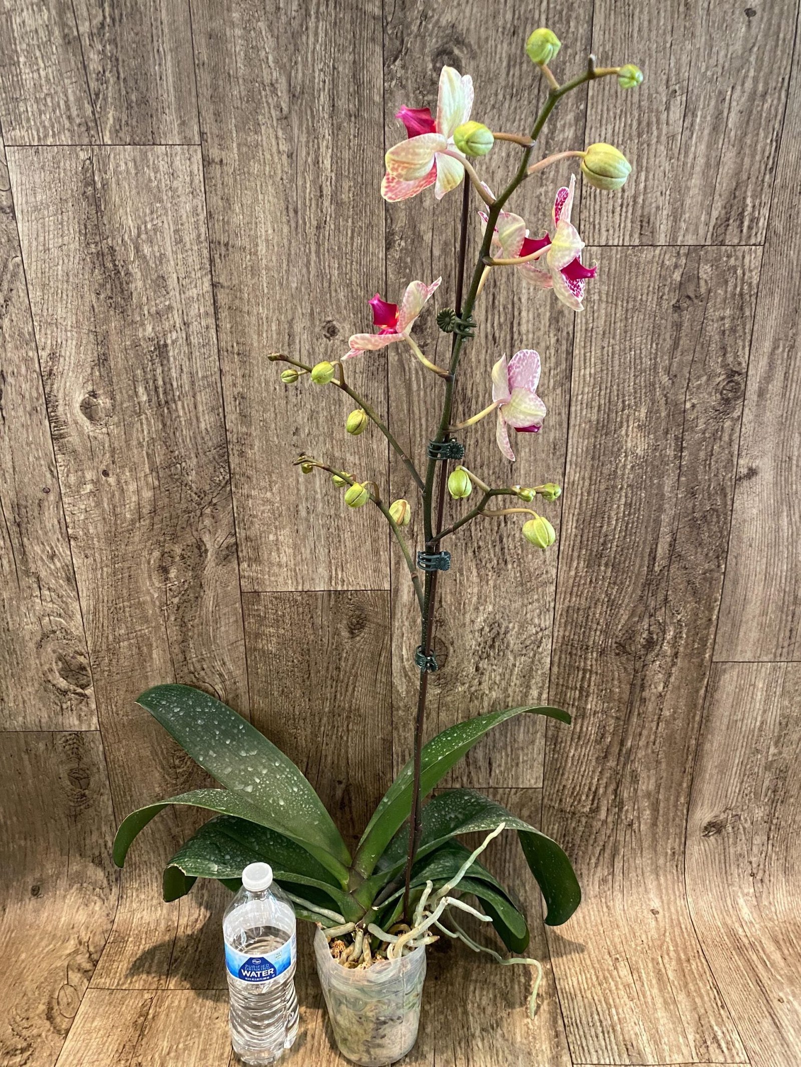 33” Tall Spikes Phalaenopsis OX Red Seasame (4.5″ pot) - Everything Orchids