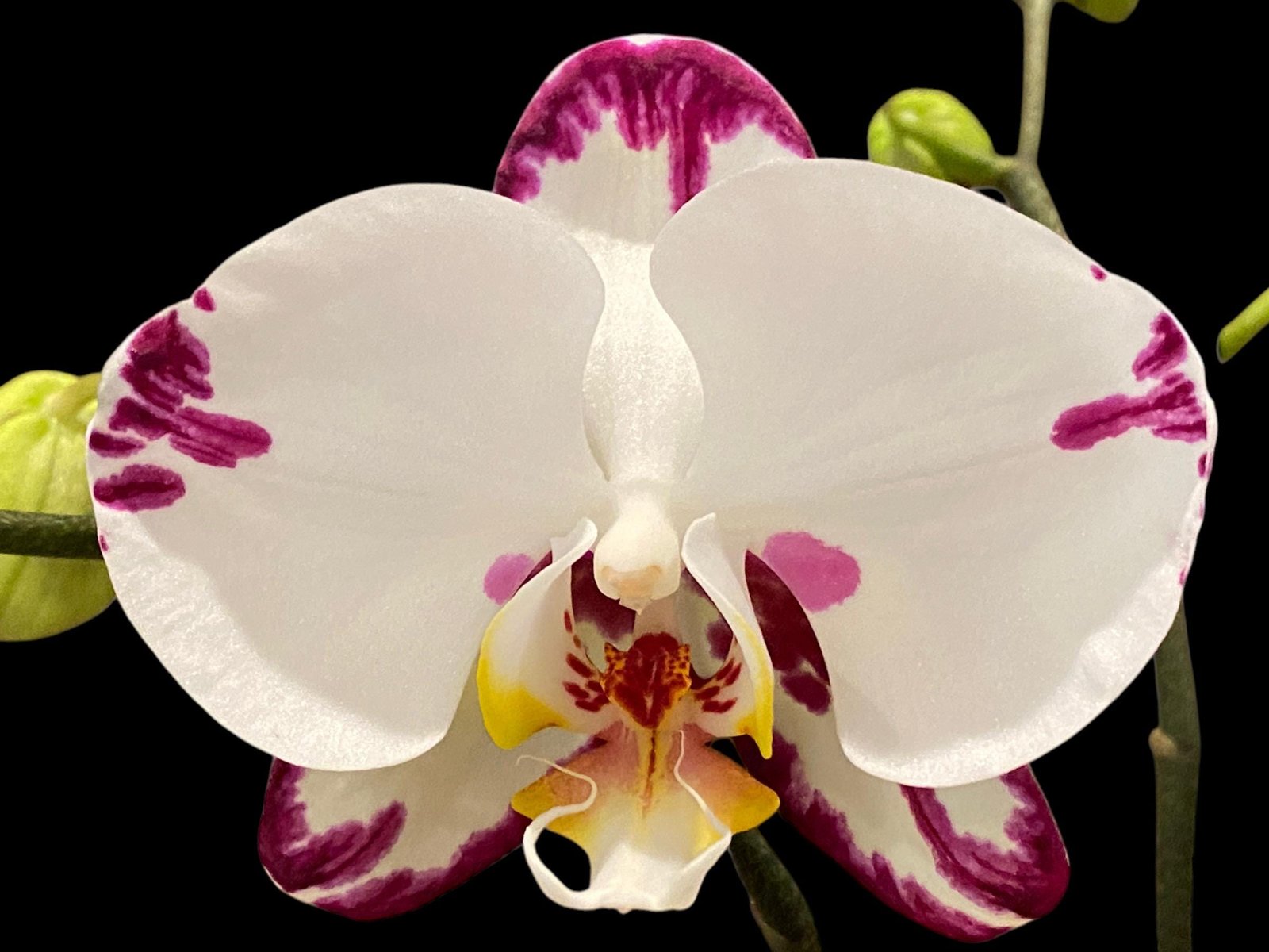 39” Tall Spikes Phalaenopsis Arctic Fox (4.5″ pot) - Everything Orchids