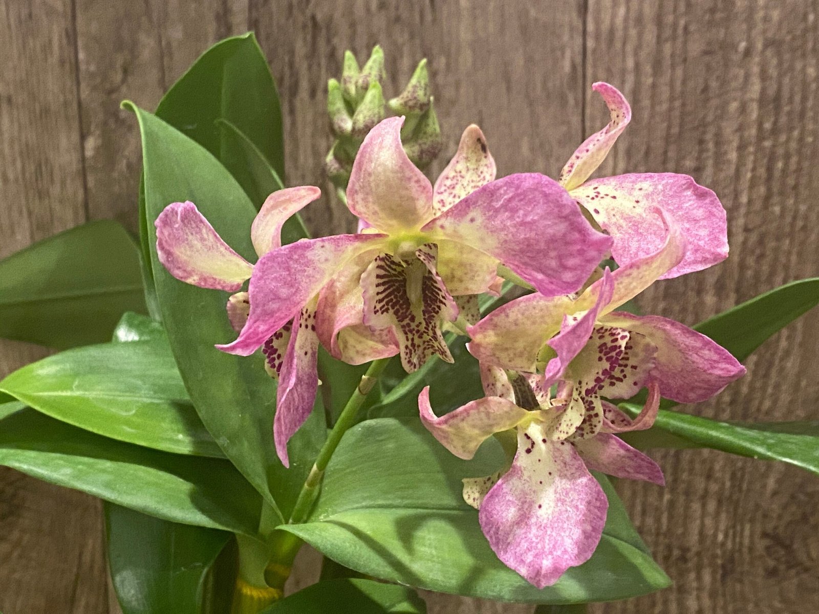 5 Spikes! Dendrobium Royal Chip x Roy Tokunaga semi alba (Rare Pink ...
