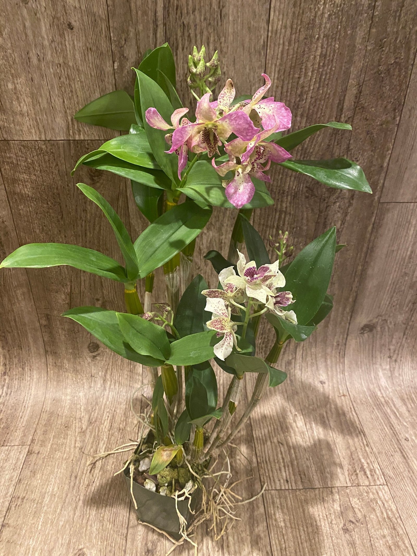 5 Spikes! Dendrobium Royal Chip x Roy Tokunaga semi alba (Rare Pink ...