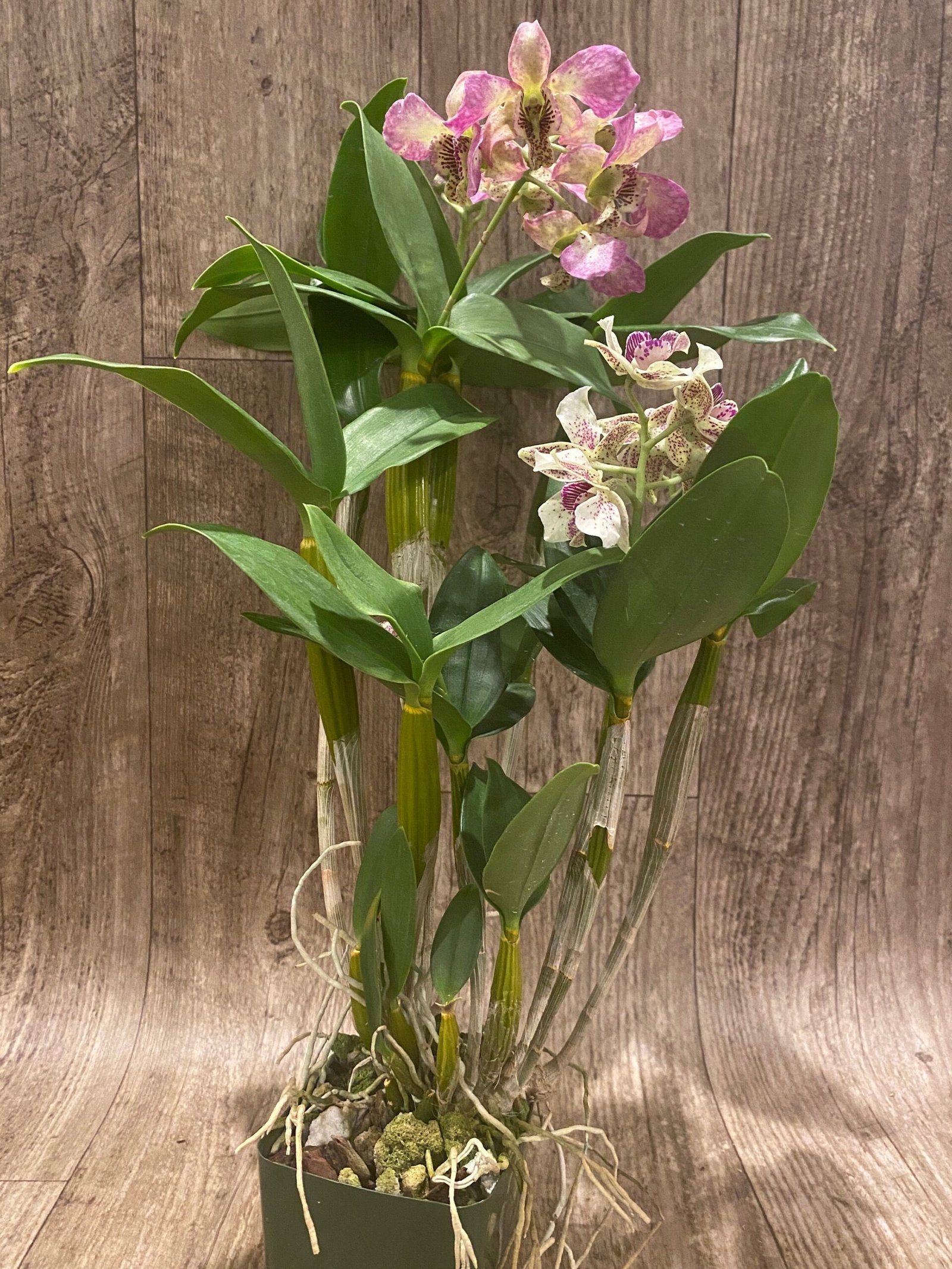 5 Spikes! Dendrobium Royal Chip x Roy Tokunaga semi alba (Rare Pink ...