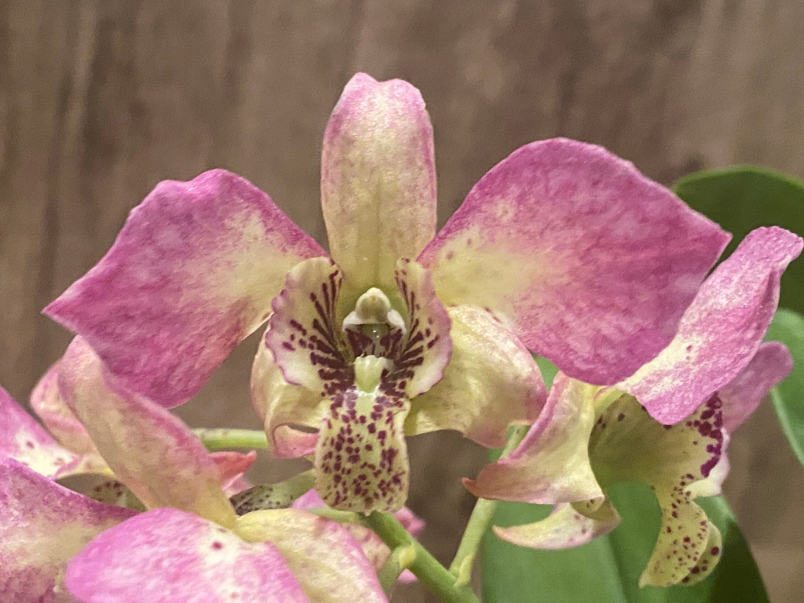 5 Spikes! Dendrobium Royal Chip x Roy Tokunaga semi alba (Rare Pink ...