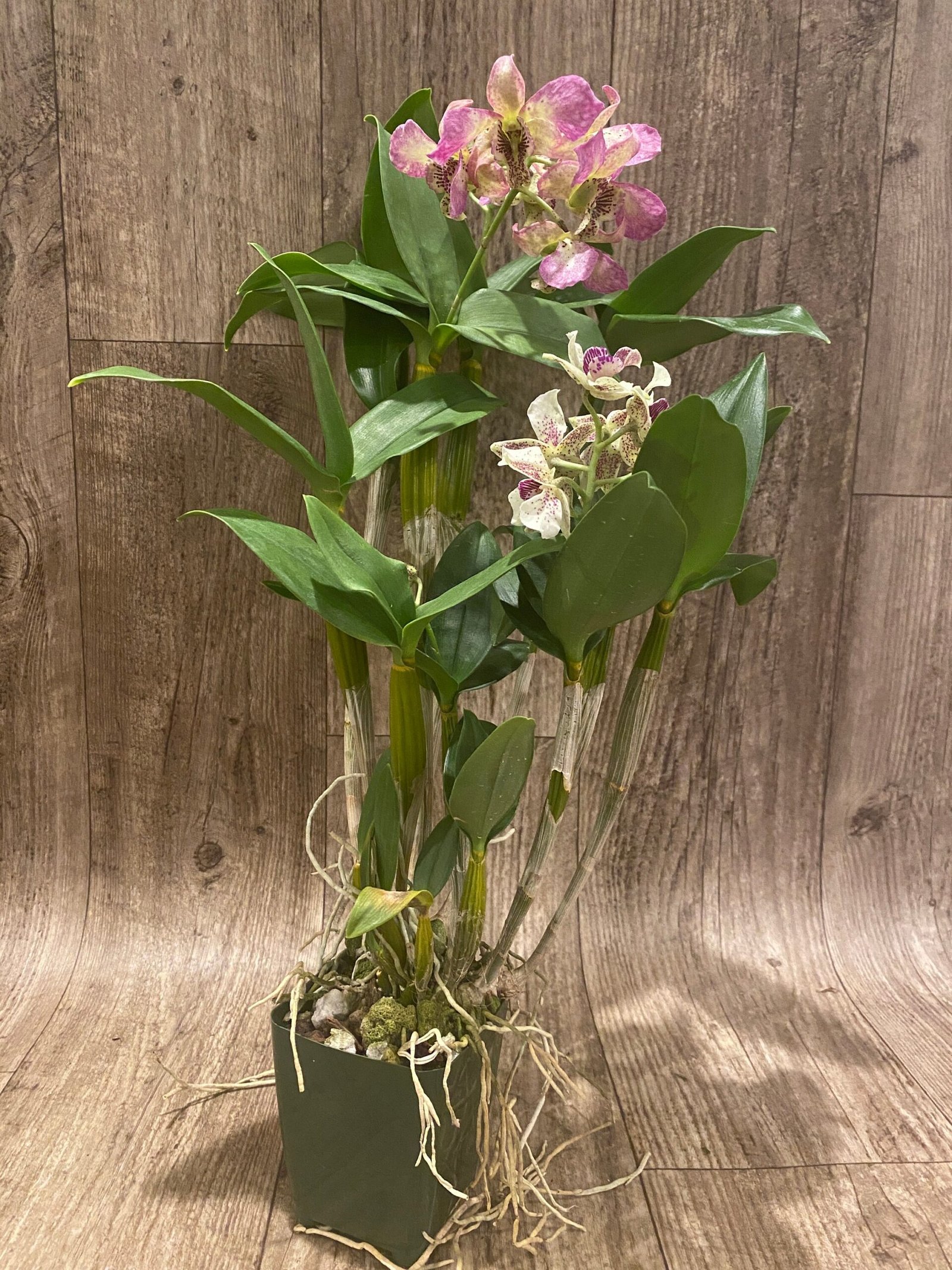 5 Spikes! Dendrobium Royal Chip x Roy Tokunaga semi alba (Rare Pink ...
