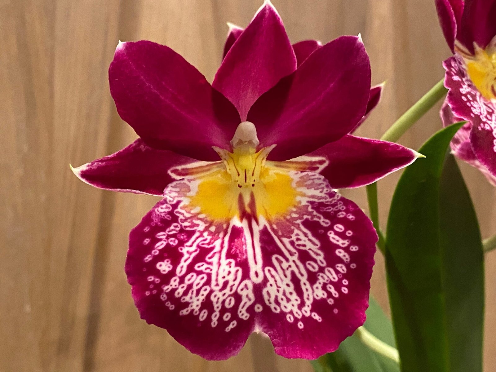 5 Spikes Miltoniopsis Edie Brown ‘Sparkling Diamond’ AM/AOS (3.5” Pot ...