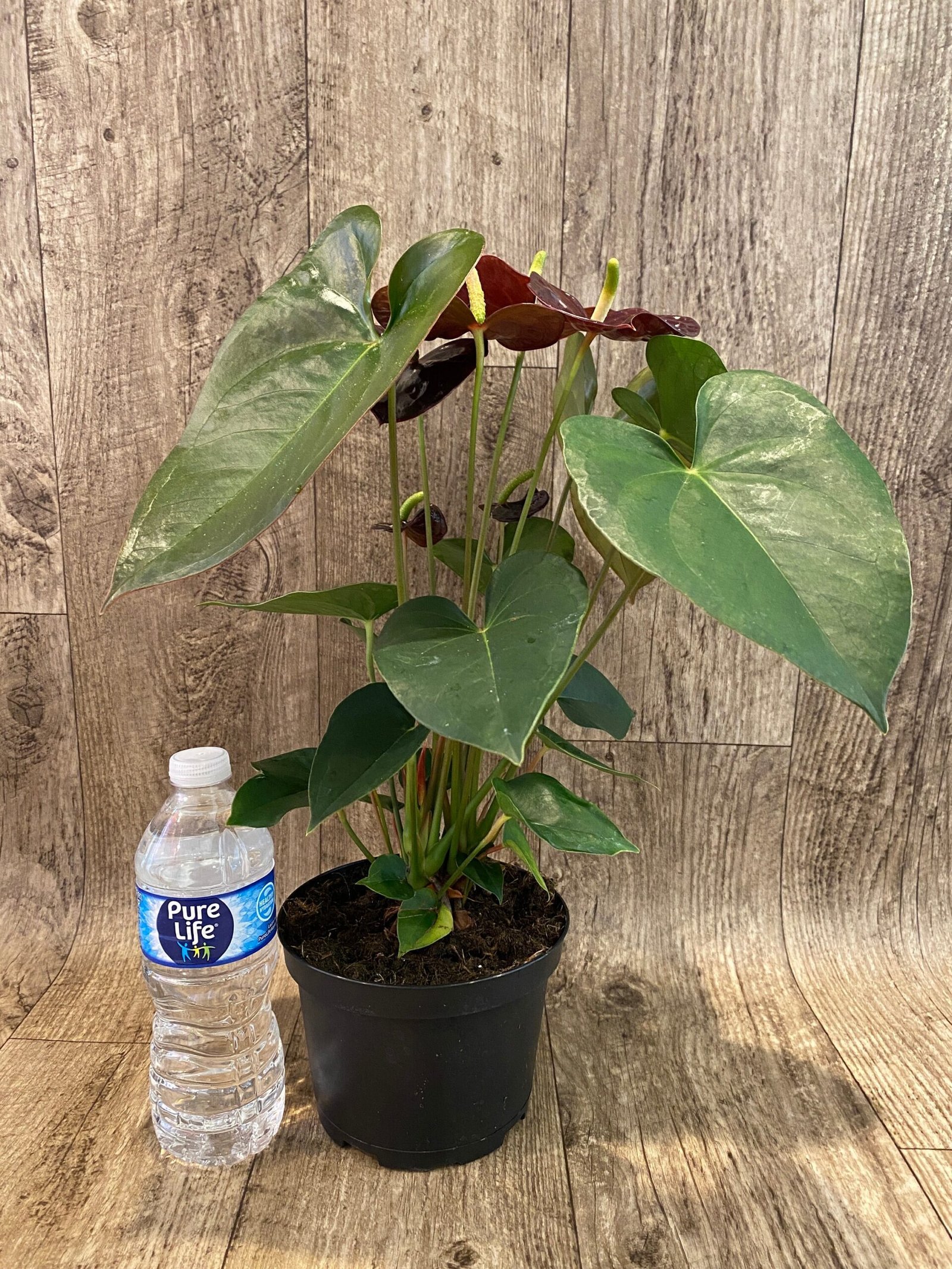 Anthurium Dark Brown Chocolate (5” pot) - Everything Orchids