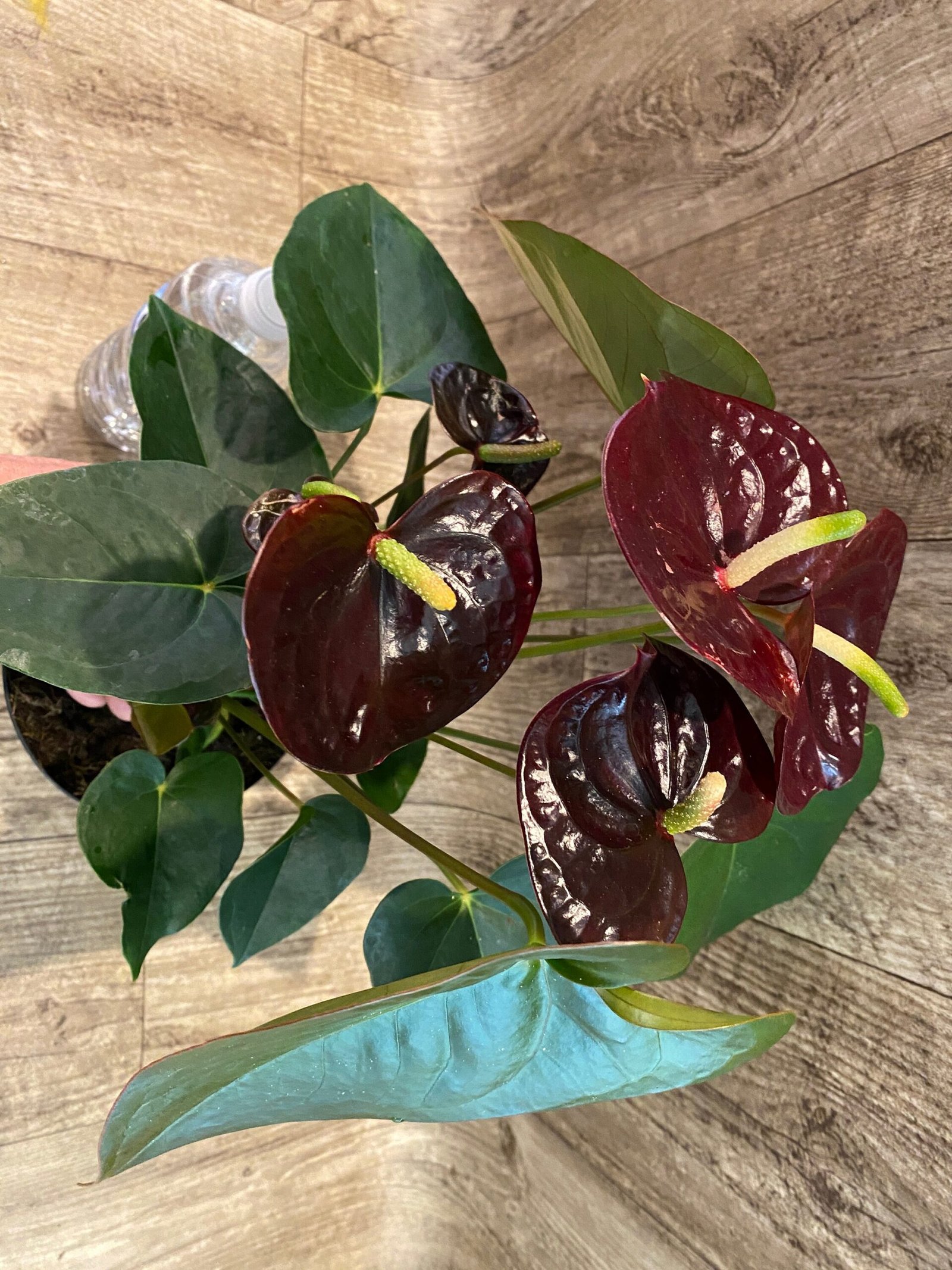 Anthurium Dark Brown Chocolate (5” pot) - Everything Orchids