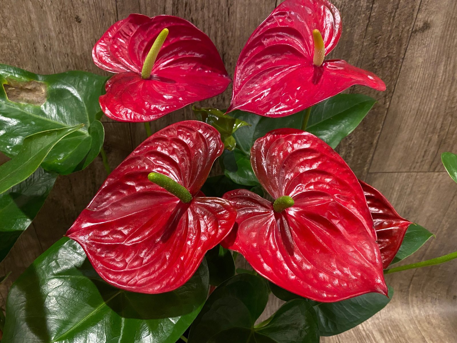 Anthurium Dark Red (6” pot) - Everything Orchids