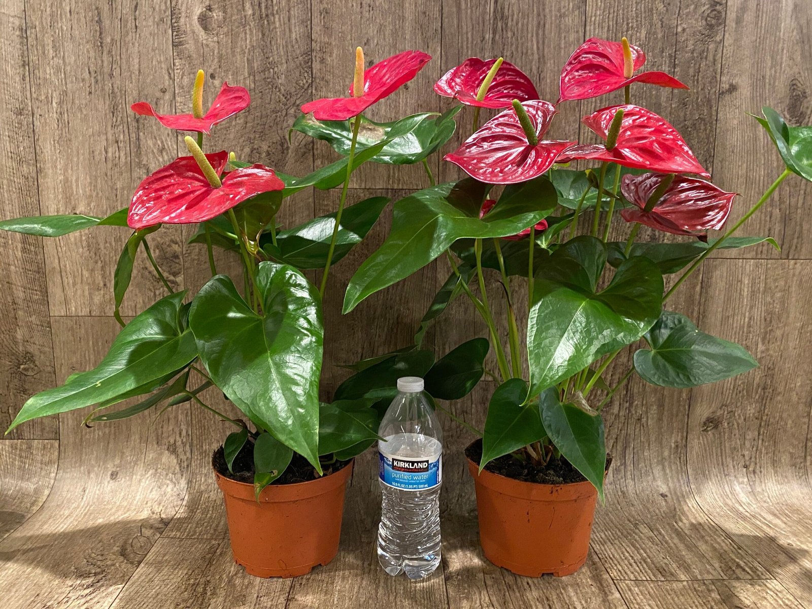 Anthurium Dark Red (6” pot) - Everything Orchids