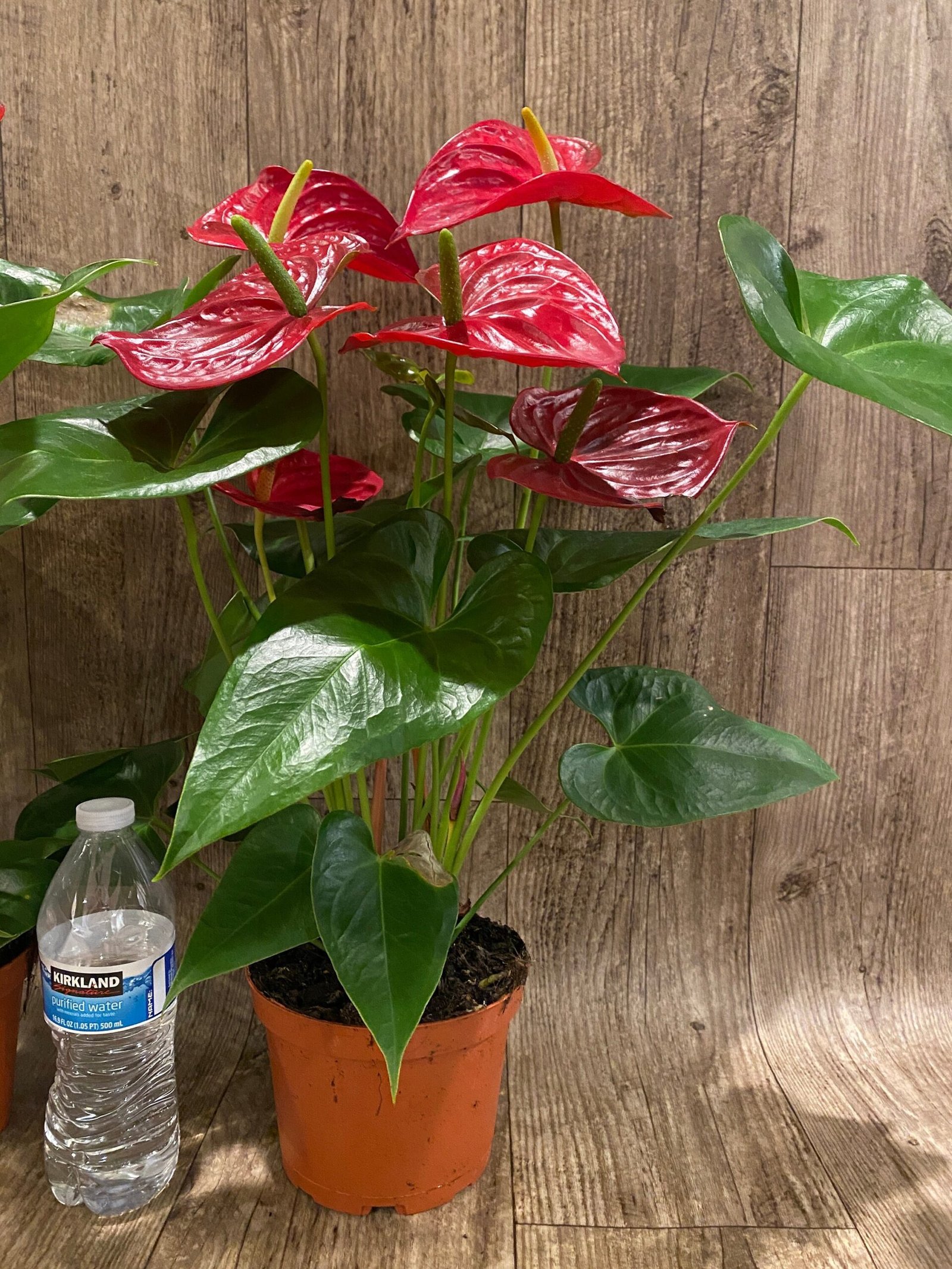 Anthurium Dark Red (6” pot) - Everything Orchids