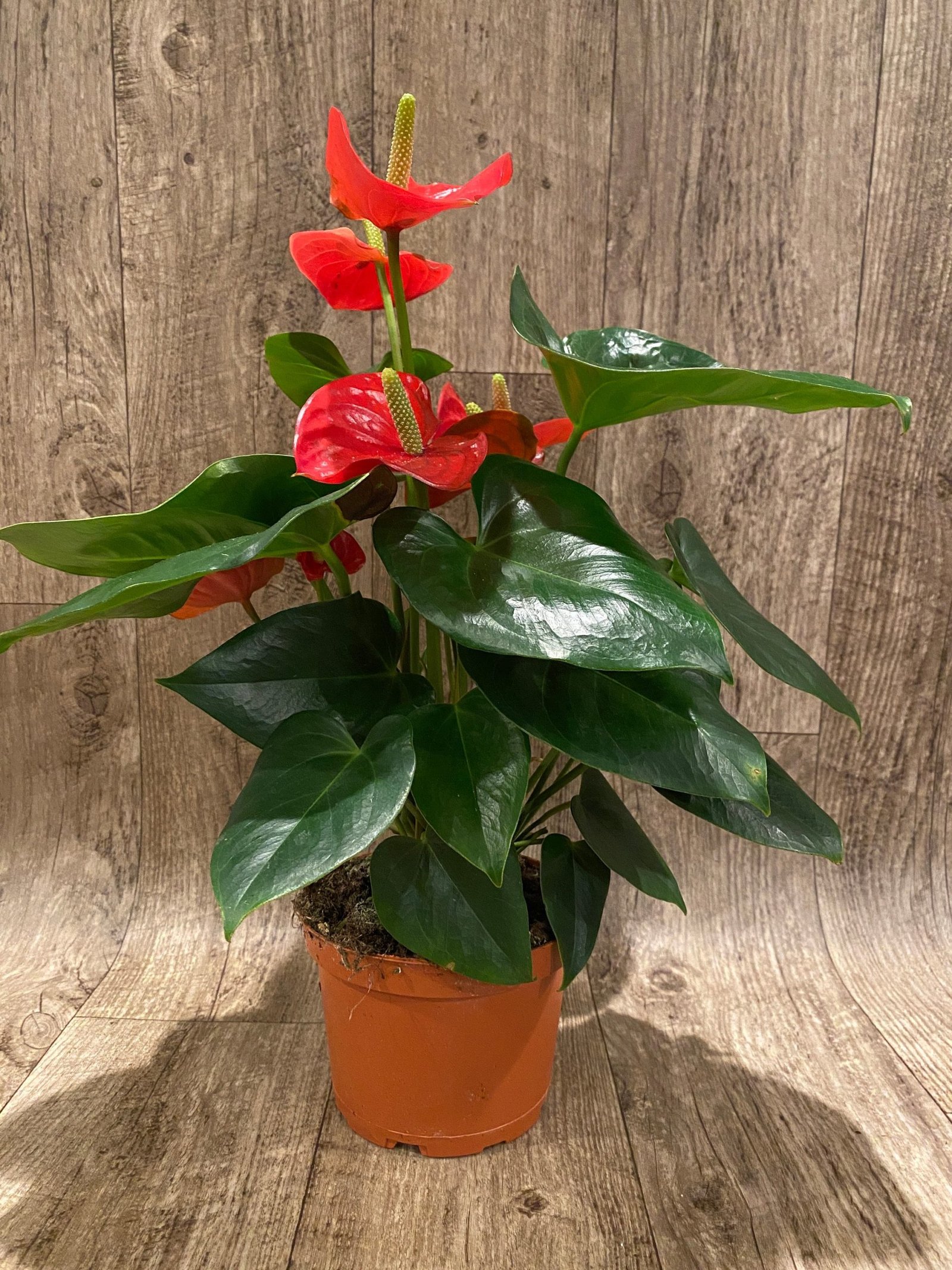 Anthurium Dark Red (6” pot) - Everything Orchids