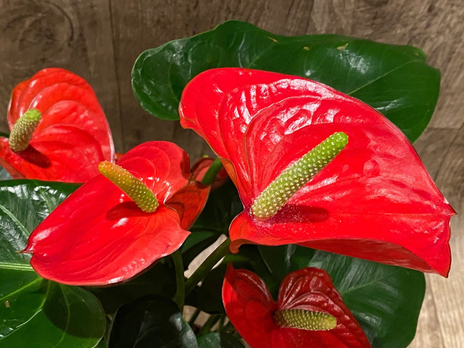 Anthurium Dark Red (6” pot) - Everything Orchids