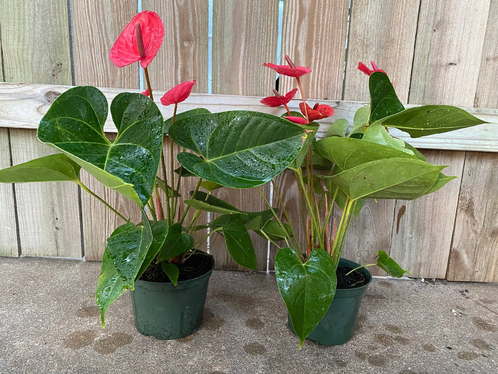 Anthurium Red (6” pot) - Everything Orchids