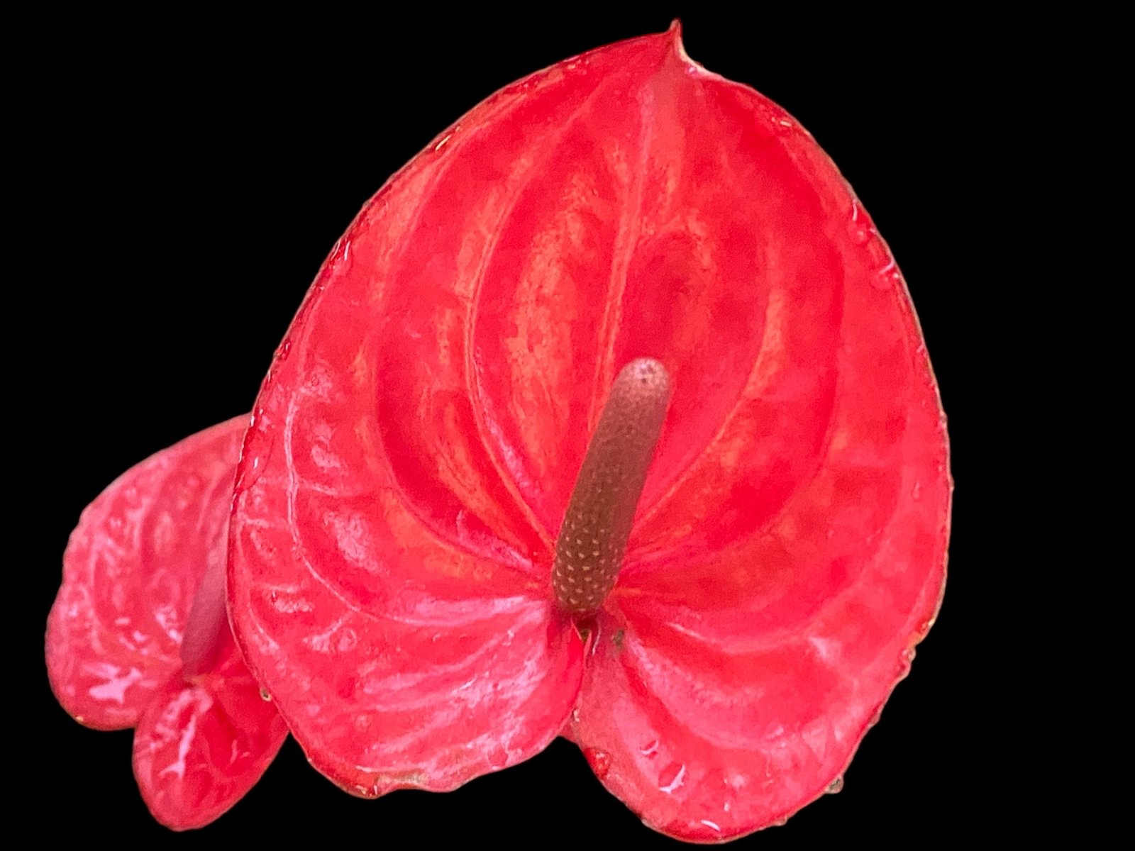 Anthurium Red (6” pot) - Everything Orchids
