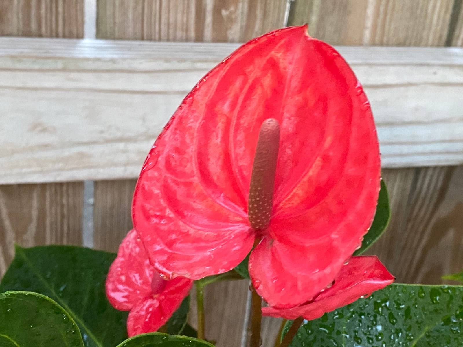 Anthurium Red (6” pot) - Everything Orchids