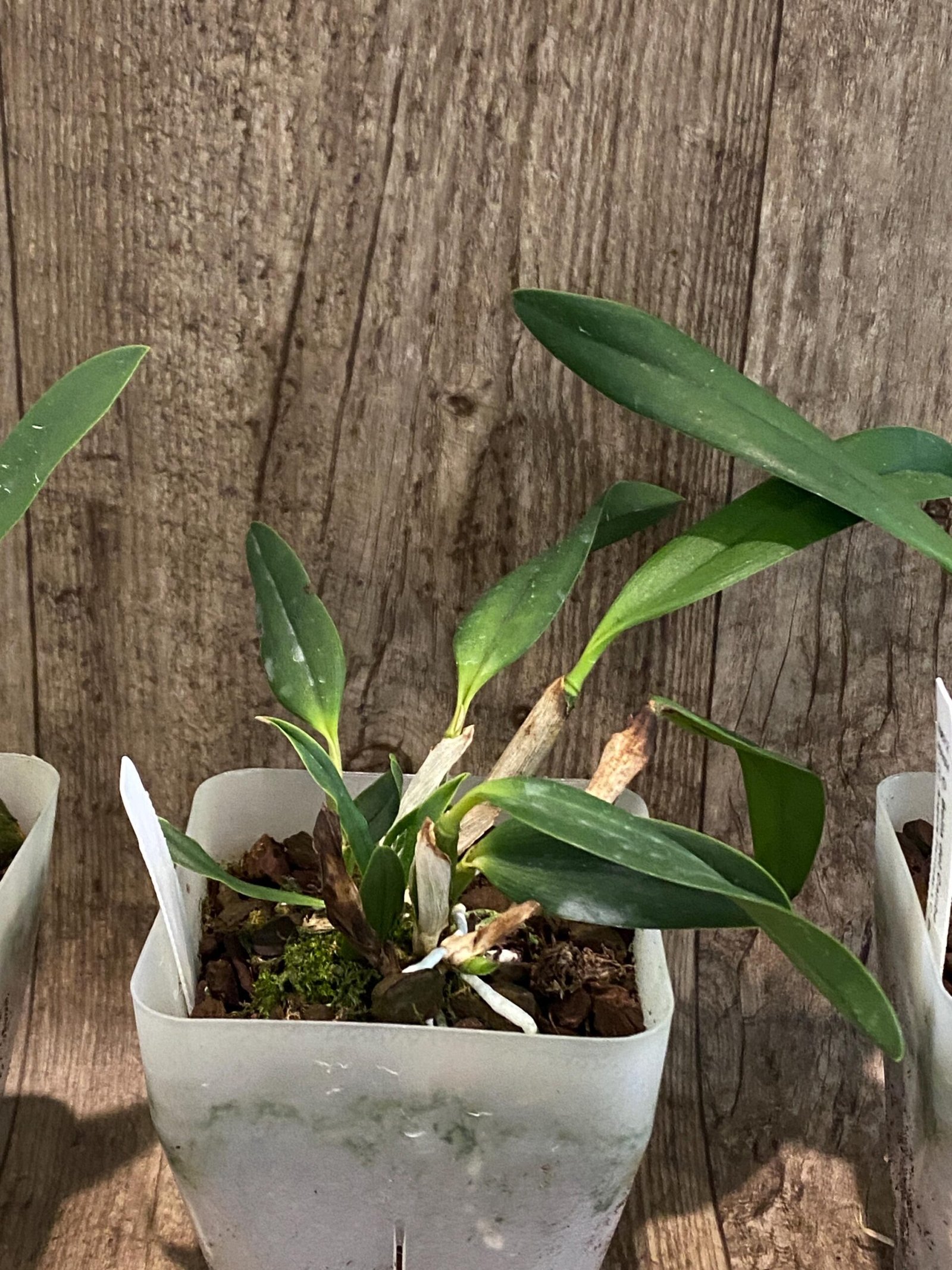 Bella del Caribe (C. Angels Fantasy x C. Beauford ‘Big Circle”) (3.5 ...
