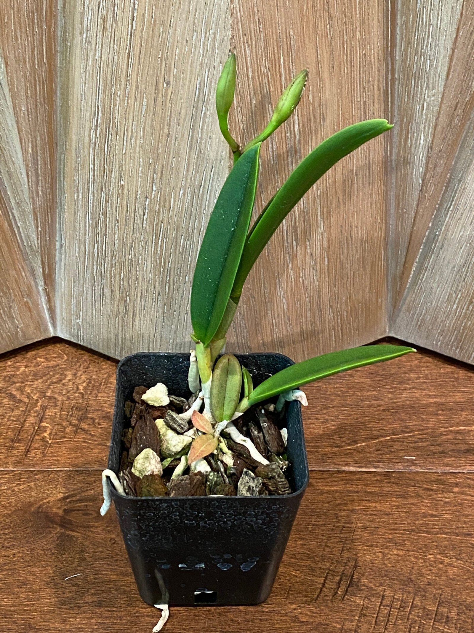 Brassavola nodosa x C. Lulu (3.5″ pot) - Everything Orchids Brassavola nodosa x C. Lulu (3.5″ pot) - Everything Orchids