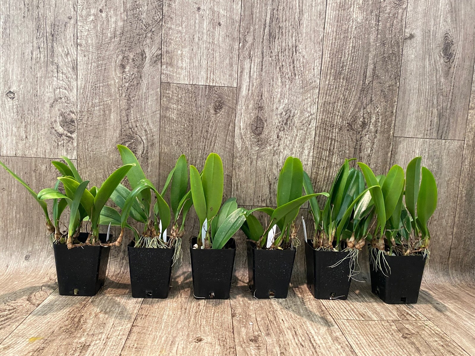 Bulbophyllum auratum “Other World” (3.5” Pot) - Everything Orchids