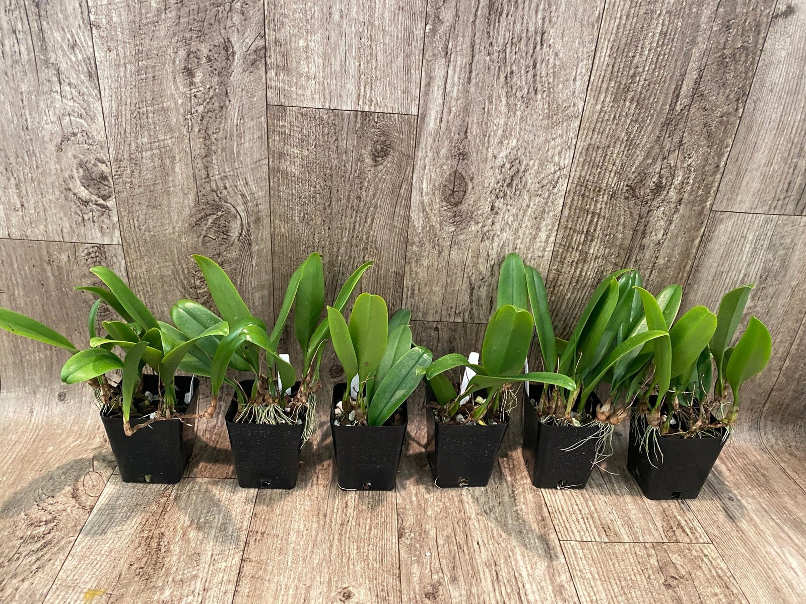 Bulbophyllum auratum “Other World” (3.5” Pot) - Everything Orchids