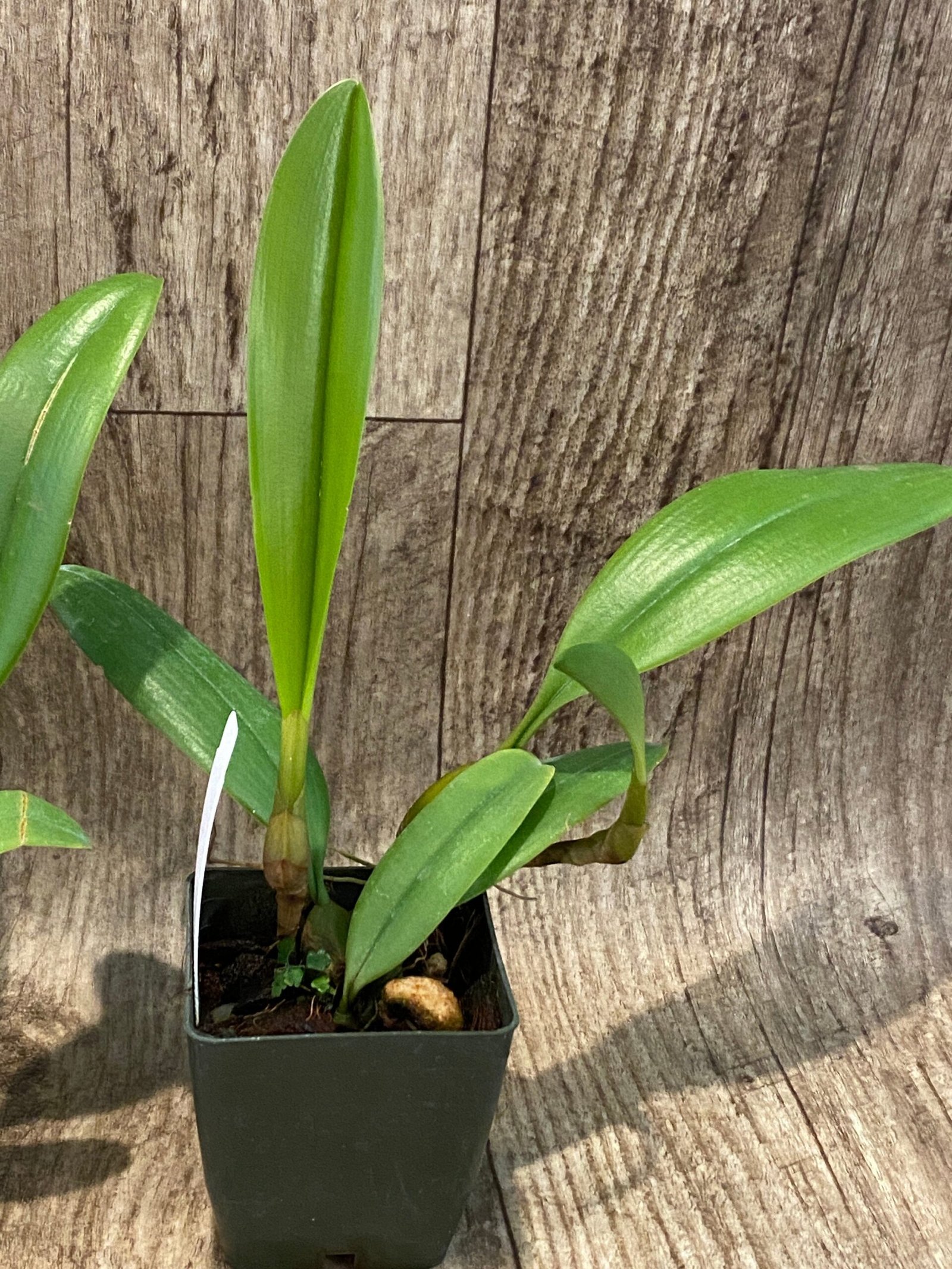 Bulbophyllum cercanthum × medusae (3” Pot) - Everything Orchids