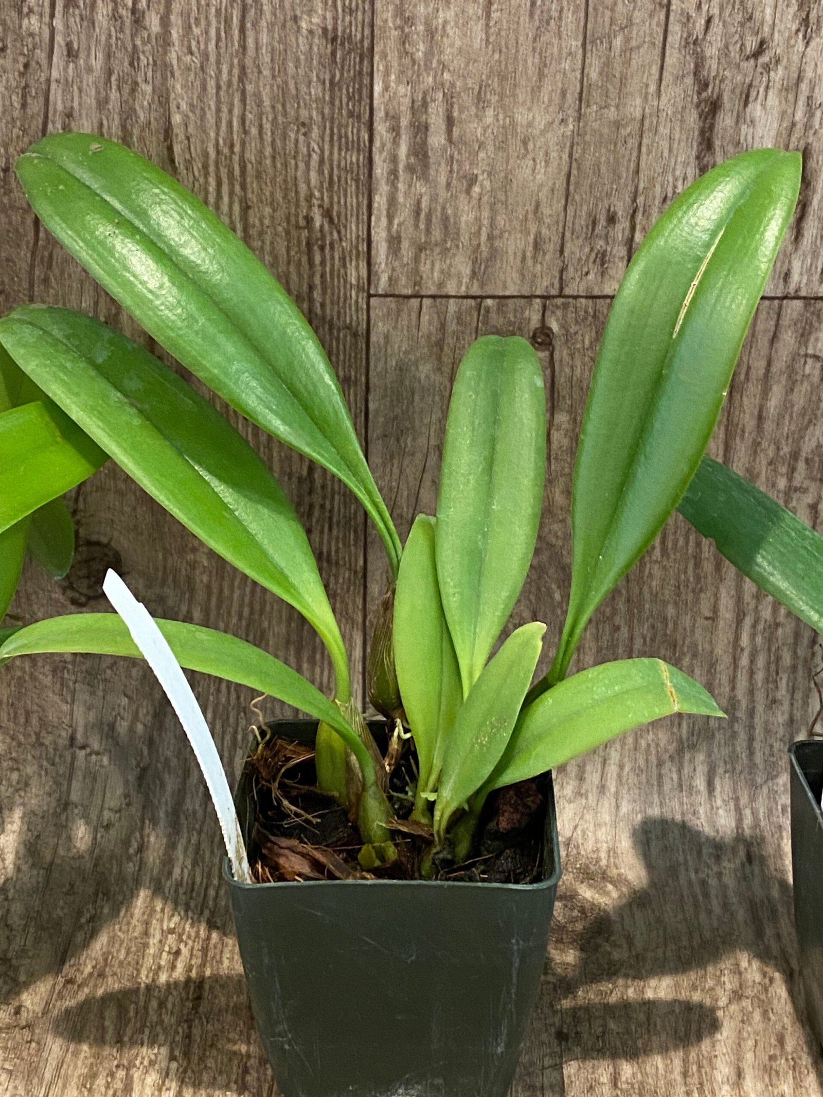 Bulbophyllum cercanthum × medusae (3” Pot) - Everything Orchids
