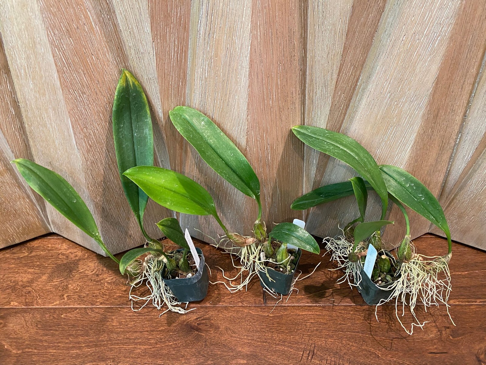 Bulbophyllum claptonense blooming Size (2” Pot) - Everything Orchids