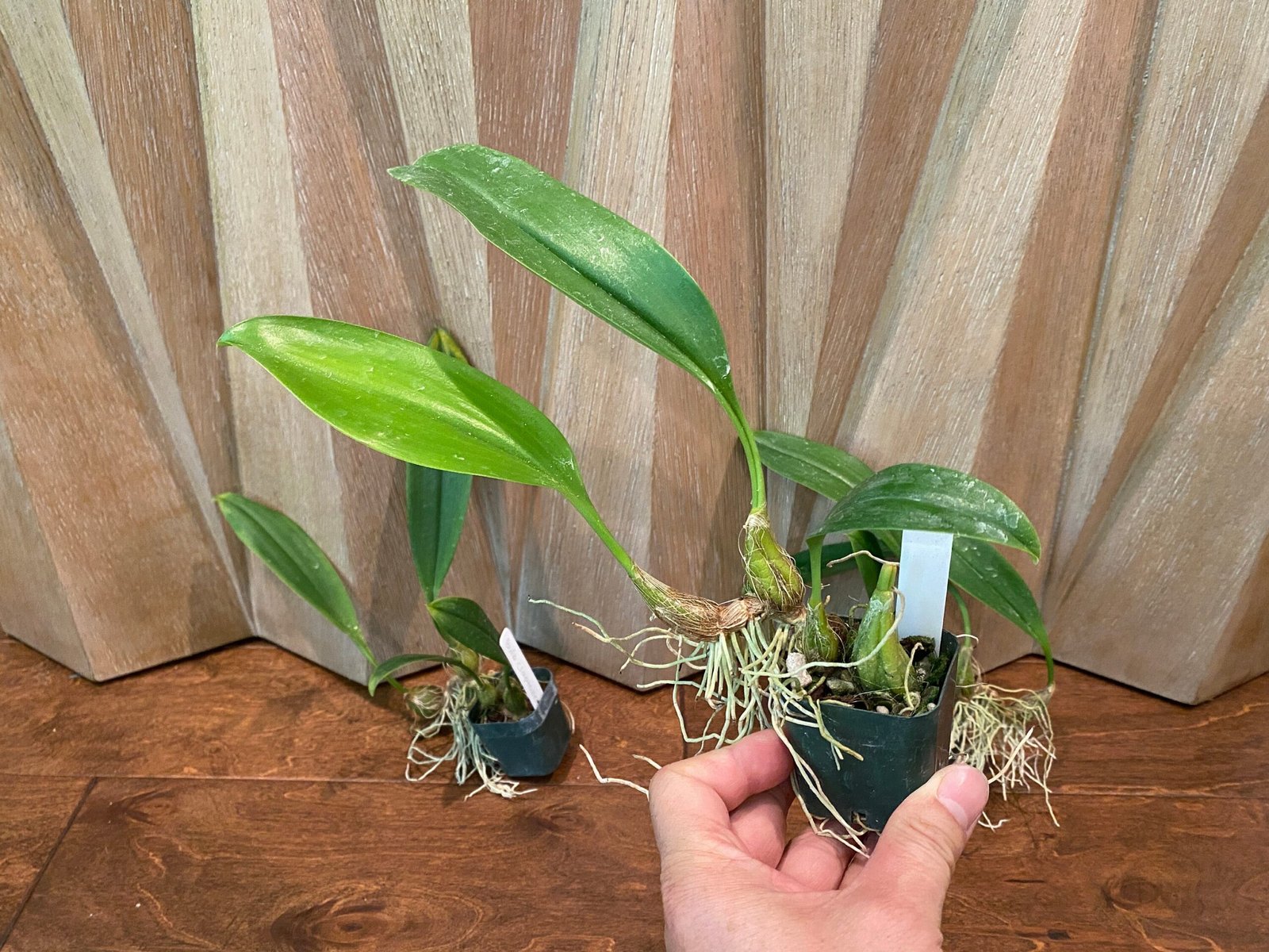 Bulbophyllum claptonense blooming Size (2” Pot) - Everything Orchids