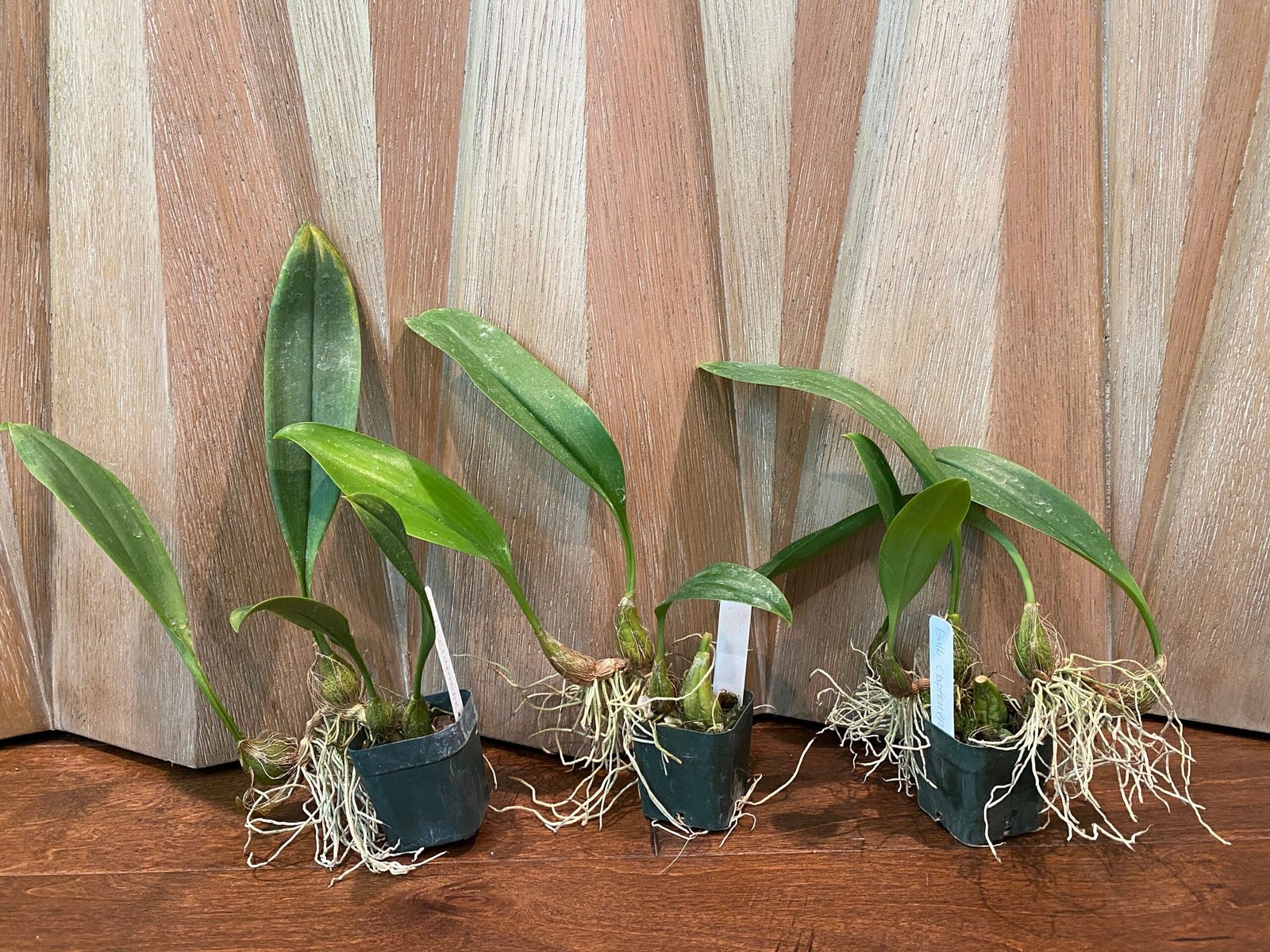 Bulbophyllum claptonense blooming Size (2” Pot) - Everything Orchids