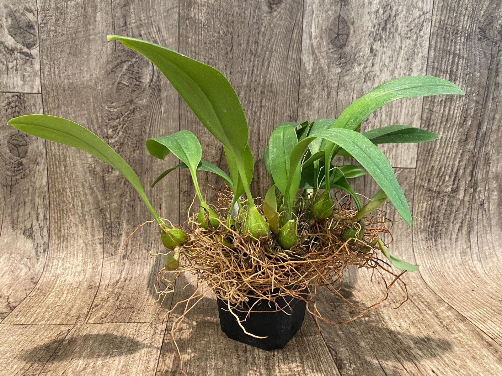 Bulbophyllum claptonense blooming Size Overgrowth (3.5” Pot ...