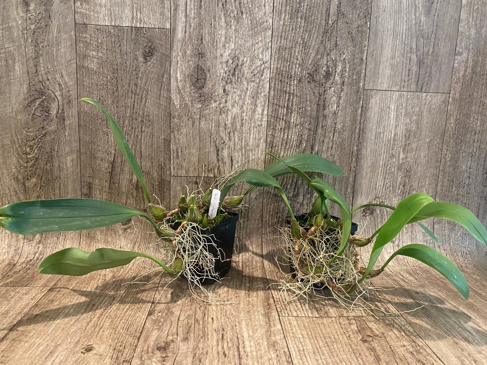 Bulbophyllum claptonense blooming Size Overgrowth (3.5” Pot ...