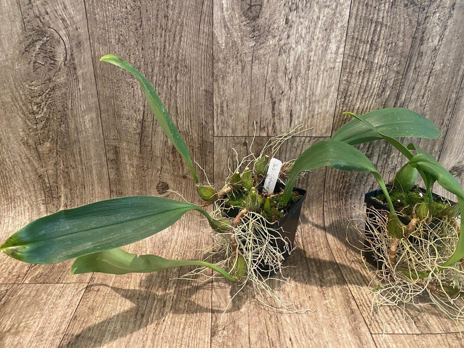 Bulbophyllum claptonense blooming Size Overgrowth (3.5” Pot ...