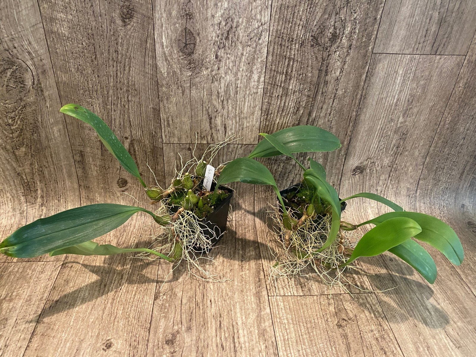Bulbophyllum claptonense blooming Size Overgrowth (3.5” Pot ...