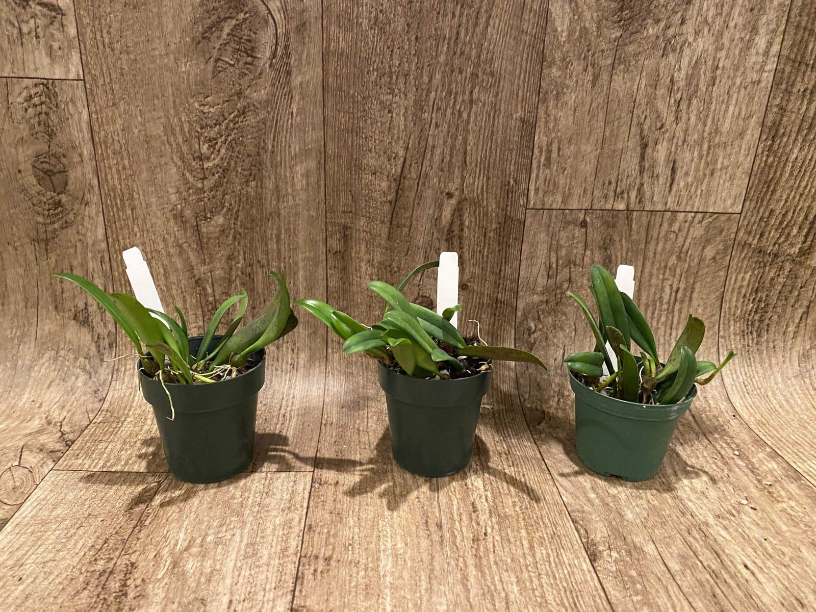 Bulbophyllum cornu-cervi (3” Pot) - Everything Orchids
