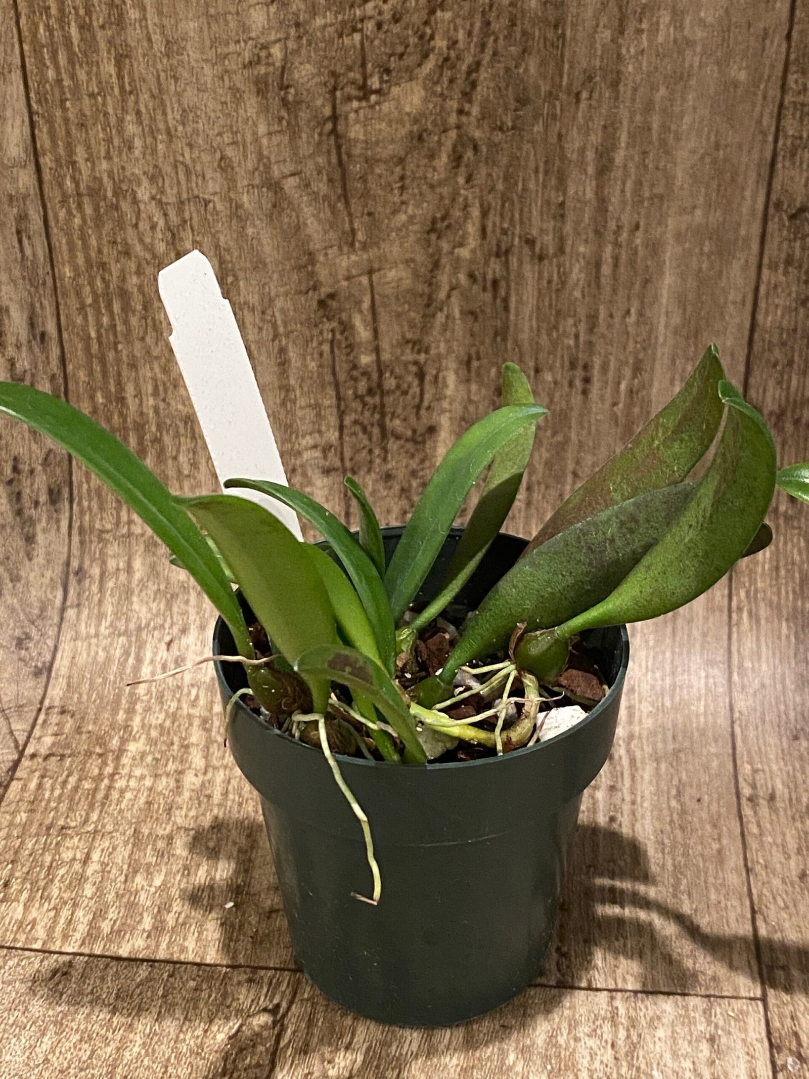 Bulbophyllum cornu-cervi (3” Pot) - Everything Orchids