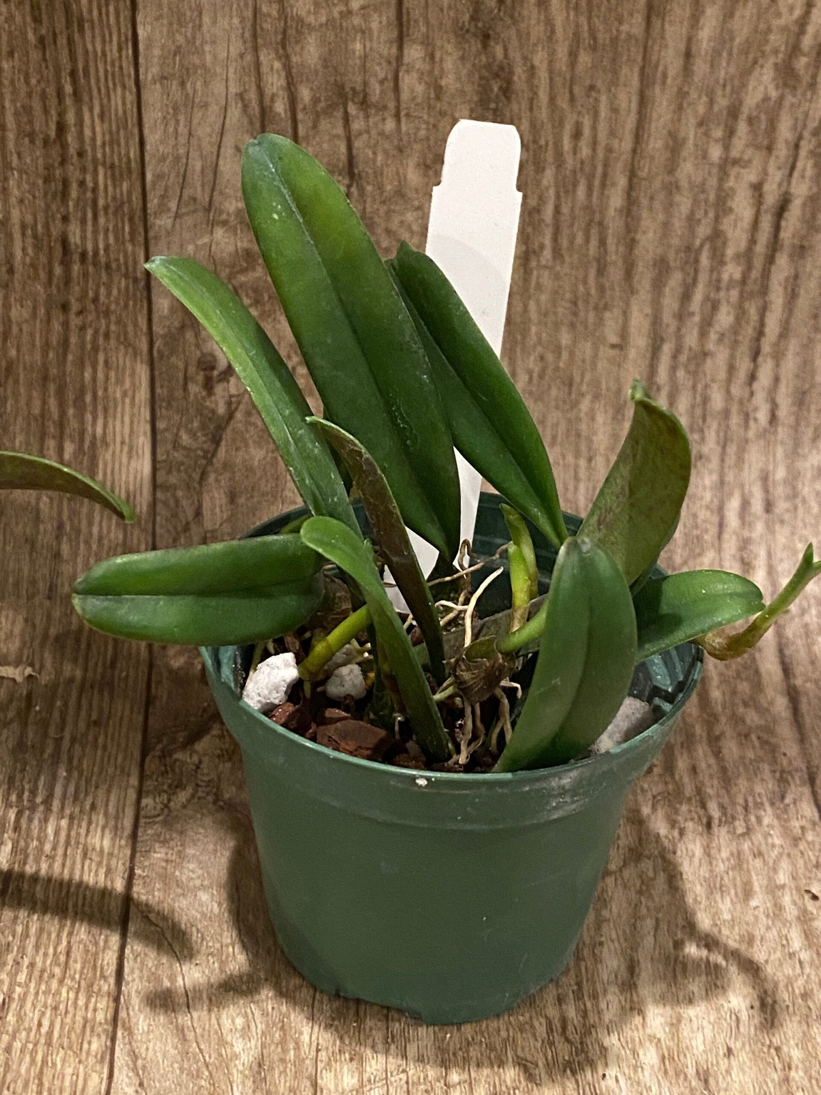 Bulbophyllum cornu-cervi (3” Pot) - Everything Orchids