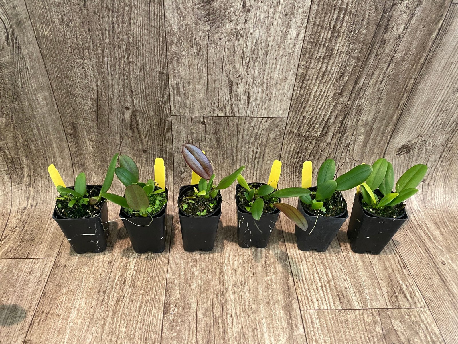 Bulbophyllum habrotinum × sib (2.5” Pot) - Everything Orchids
