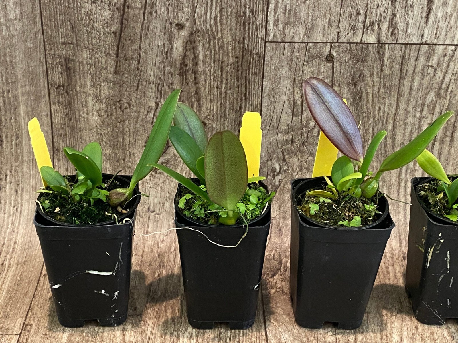 Bulbophyllum habrotinum × sib (2.5” Pot) - Everything Orchids