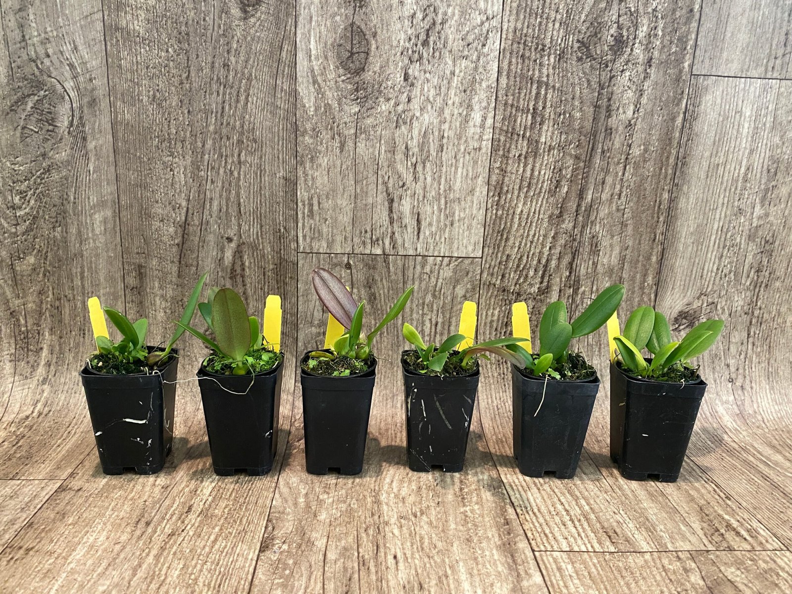Bulbophyllum habrotinum × sib (2.5” Pot) - Everything Orchids