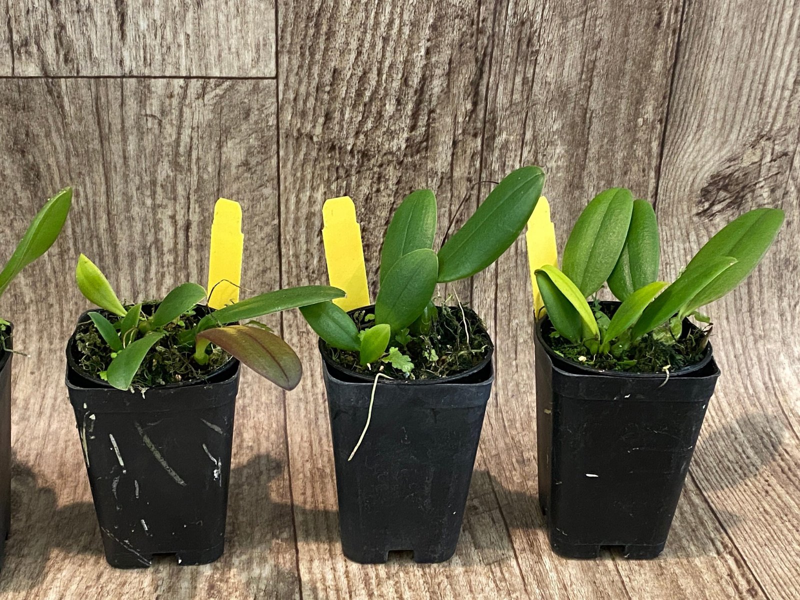 Bulbophyllum habrotinum × sib (2.5” Pot) - Everything Orchids
