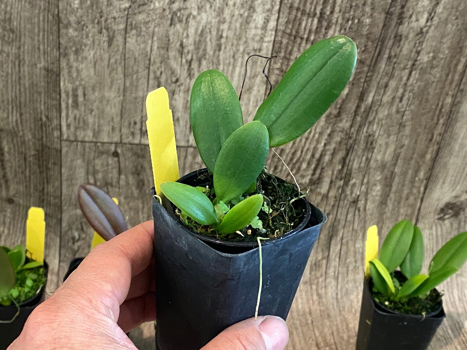 Bulbophyllum habrotinum × sib (2.5” Pot) - Everything Orchids