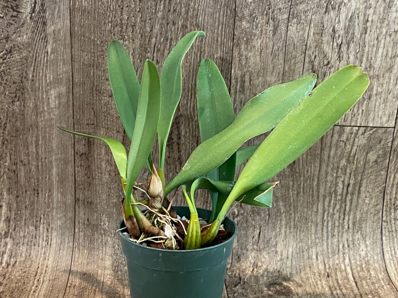 Bulbophyllum Lion King × annandalei (3.5” pot) - Everything Orchids