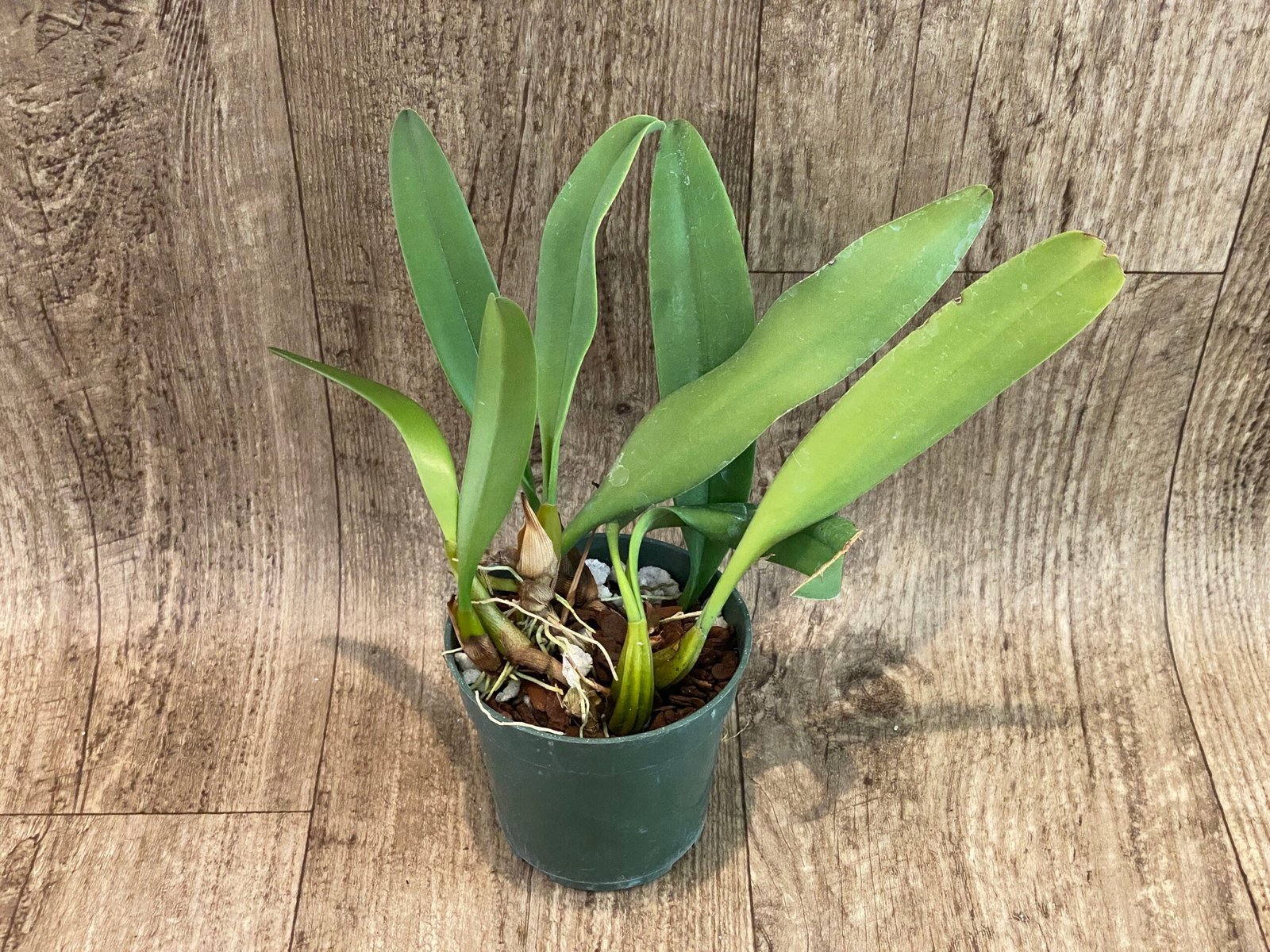 Bulbophyllum Lion King × annandalei (3.5” pot) - Everything Orchids