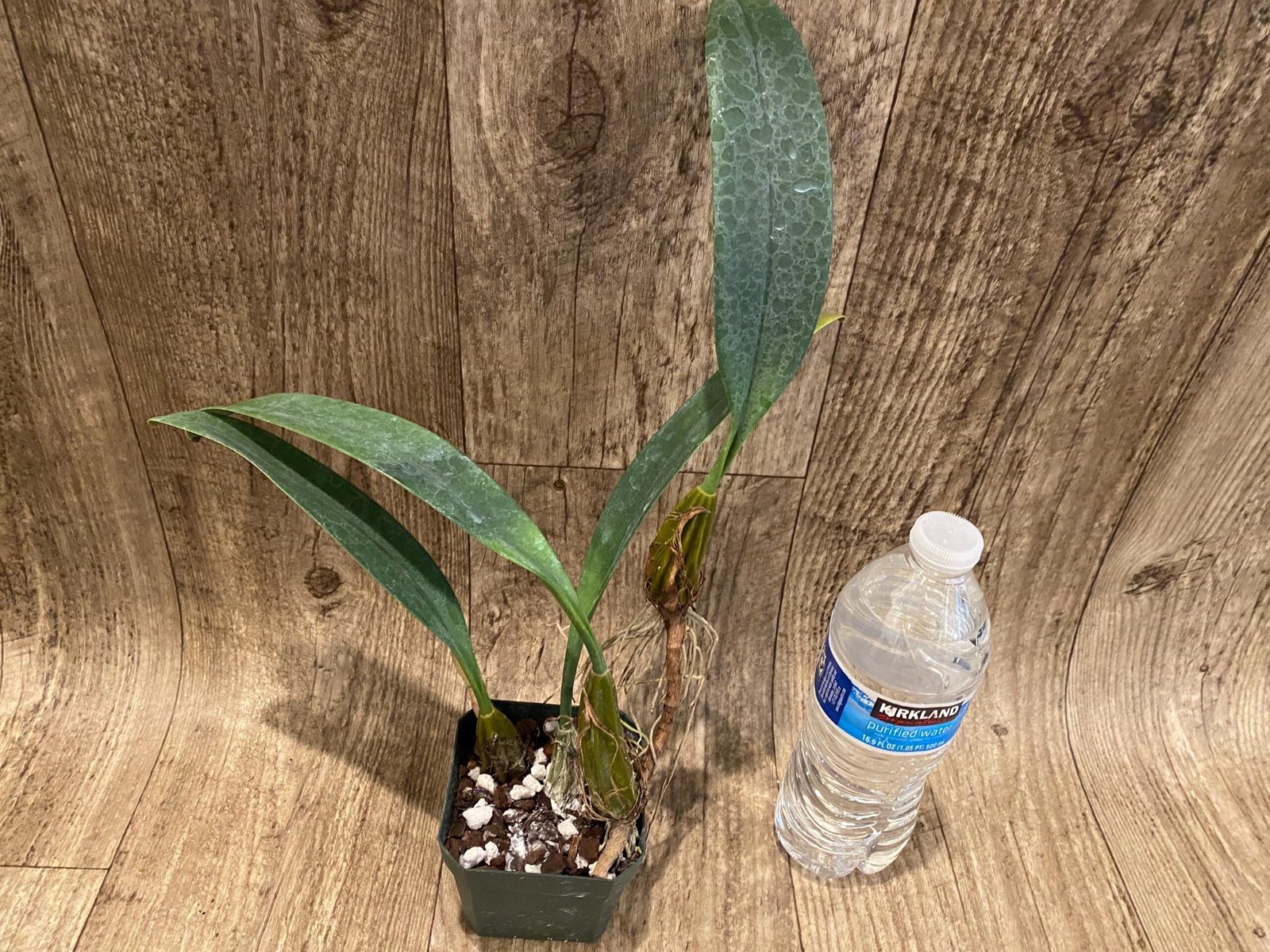 Bulbophyllum longiflorum ‘Crown Point’ (3” Pot) - Everything Orchids