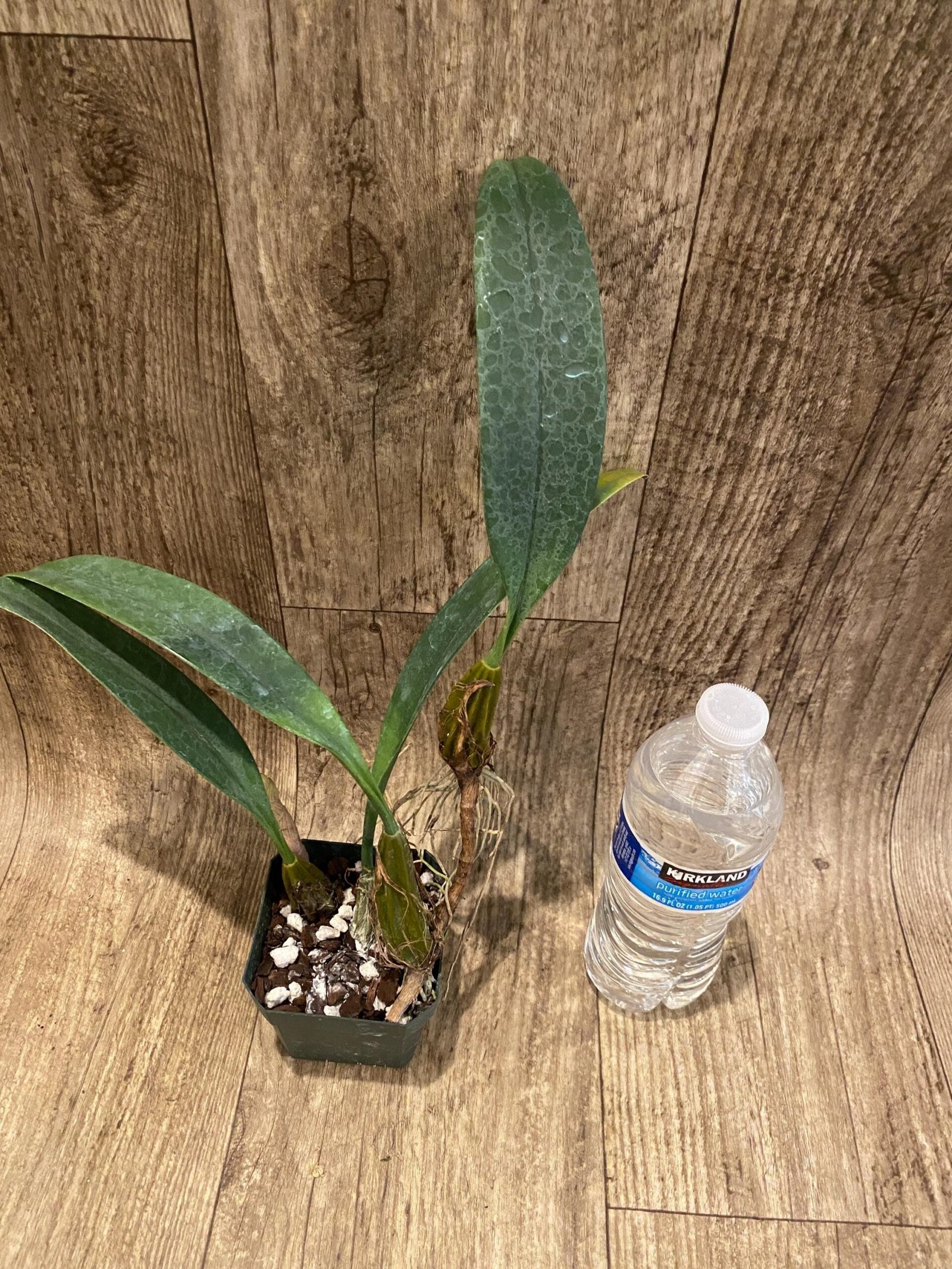 Bulbophyllum longiflorum ‘Crown Point’ (3” Pot) - Everything Orchids