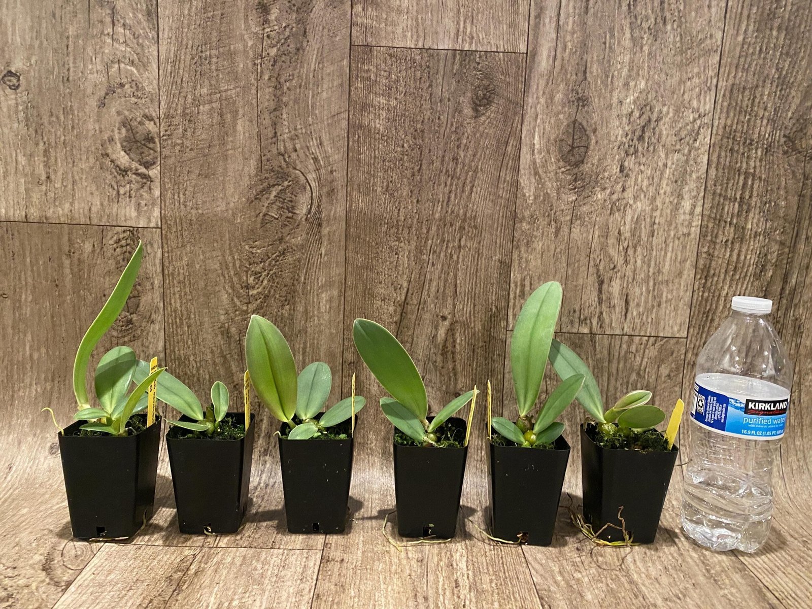 Bulbophyllum macrobulbum × sib (2.25” Pot) - Everything Orchids