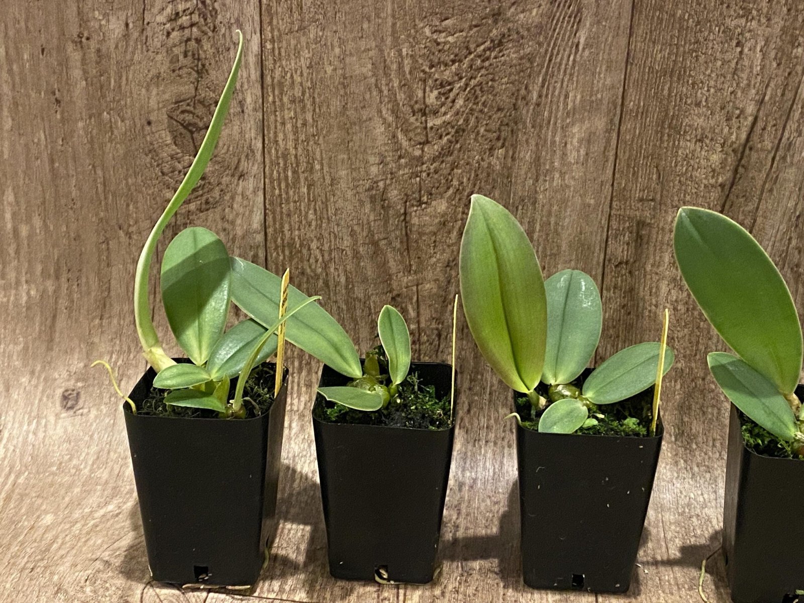 Bulbophyllum macrobulbum × sib (2.25” Pot) - Everything Orchids