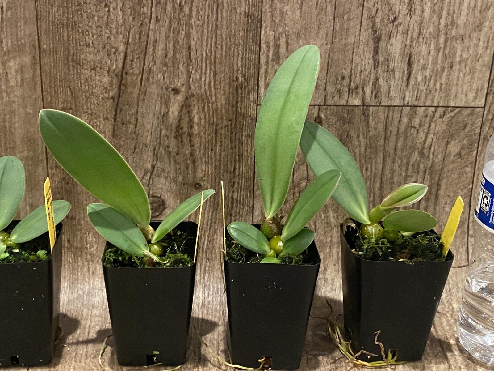 Bulbophyllum macrobulbum × sib (2.25” Pot) - Everything Orchids