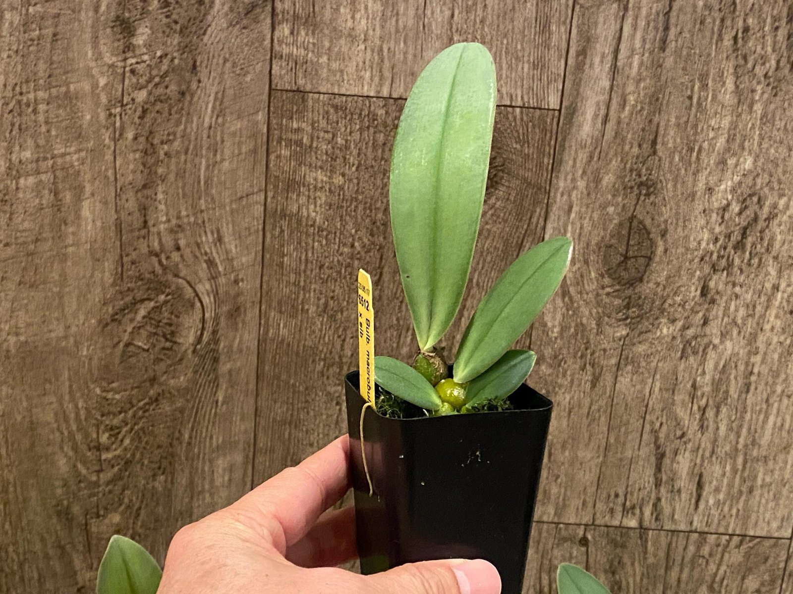 Bulbophyllum macrobulbum × sib (2.25” Pot) - Everything Orchids